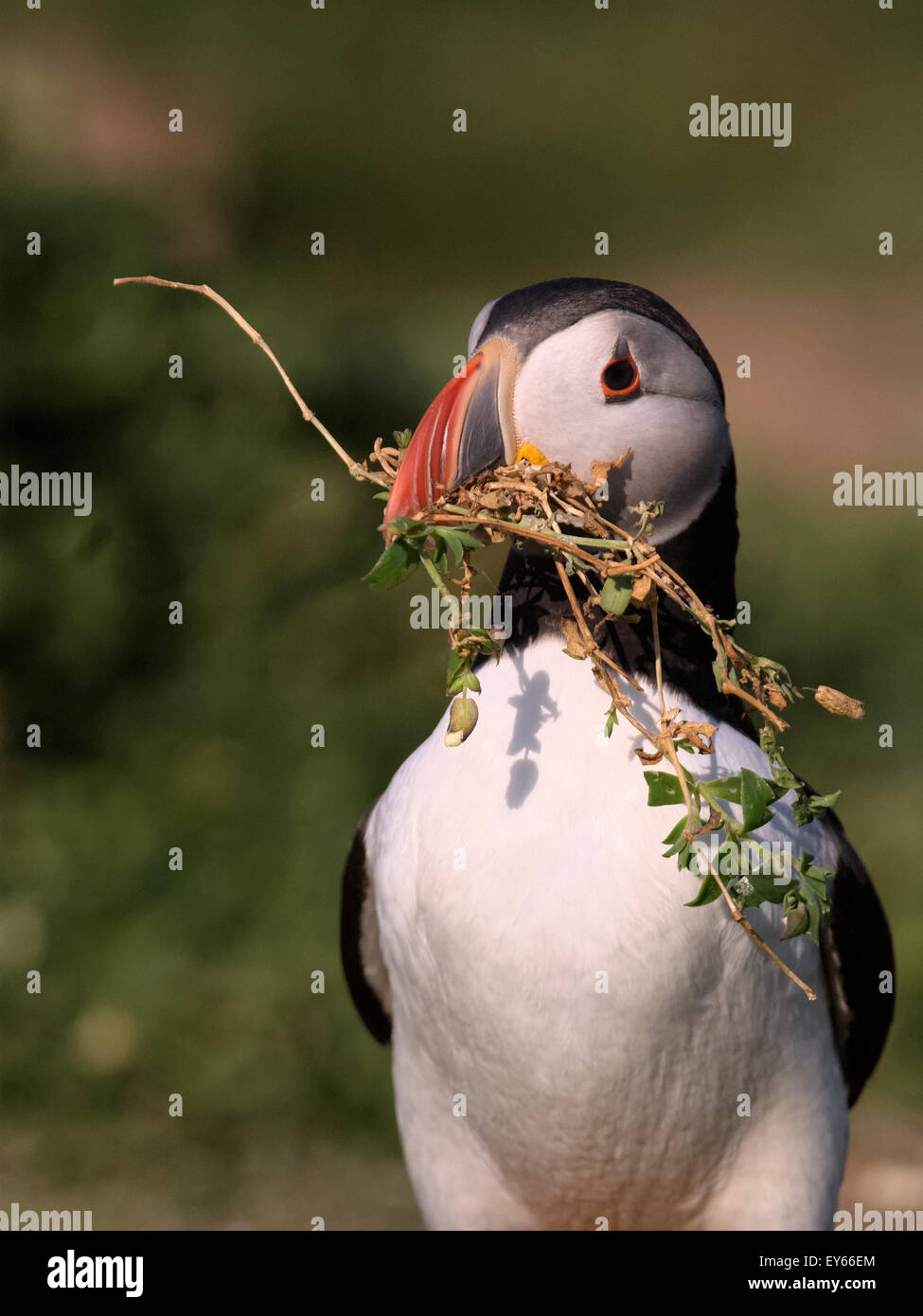 An Atlantic Puffin gathers nesting material in its beak on the cliff ...