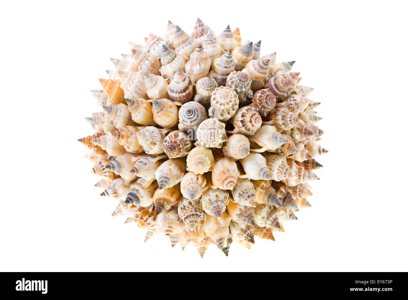 Calcium shells Cut Out Stock Images & Pictures - Alamy