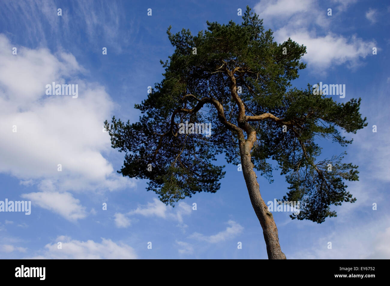 A long windswept tree outlines outstretched branches and flourishes new ...