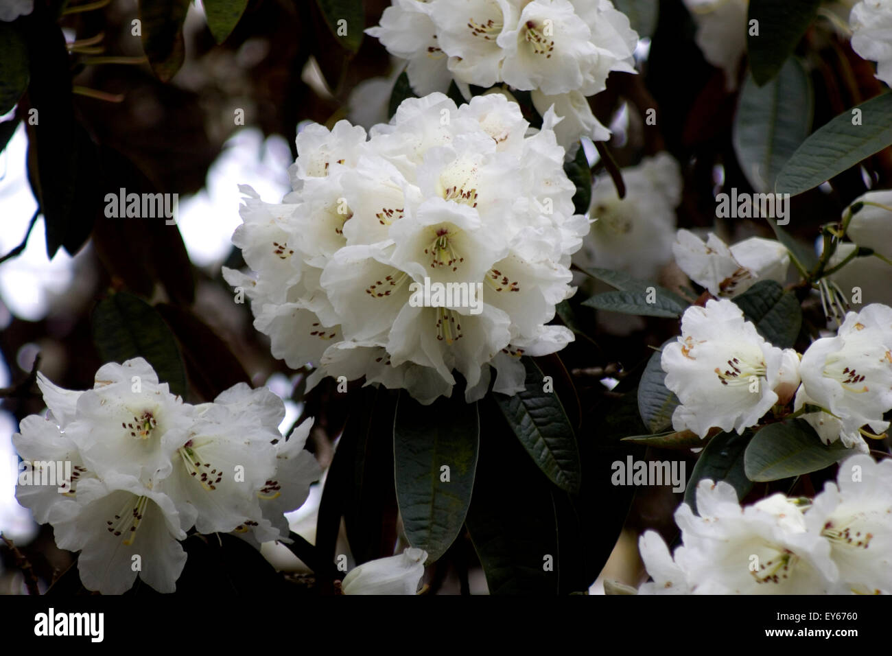 A flowering rhododendron in full bloom. The photographs are taken in a ...