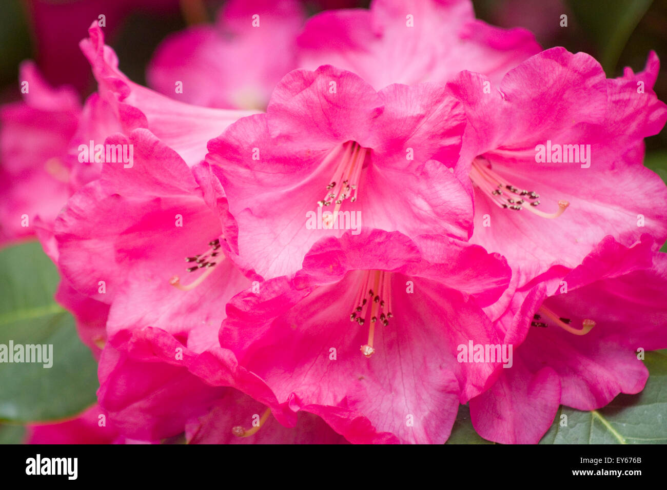 A flowering rhododendron in full bloom. The photographs are taken in a ...