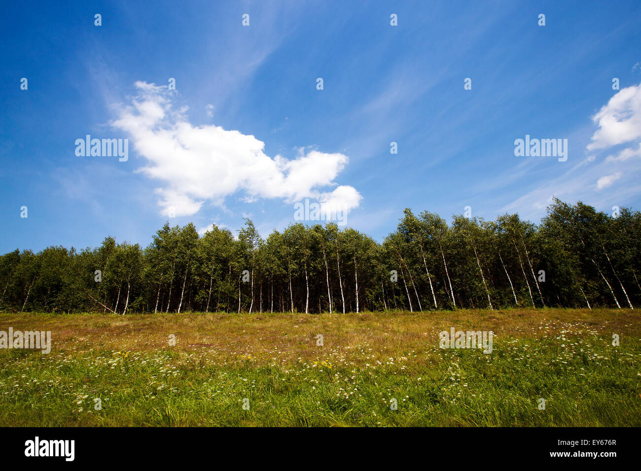 the birch wood Stock Photo - Alamy