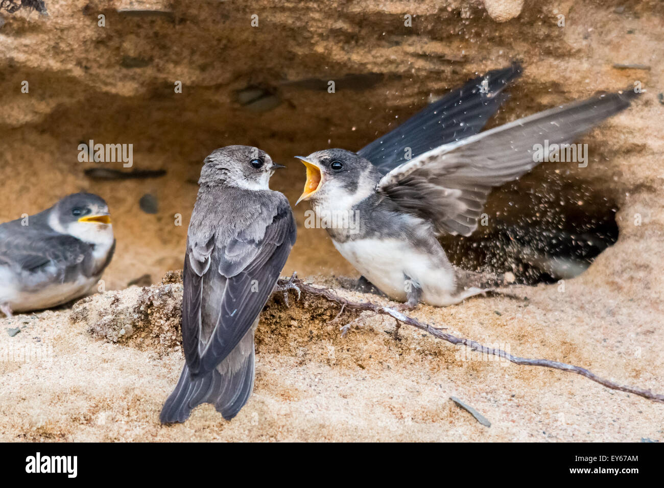 Sand martin (Riparia riparia Stock Photo - Alamy