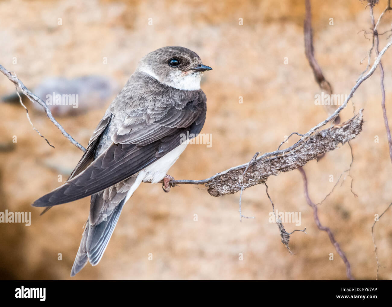 Martin birds hi-res stock photography and images - Alamy