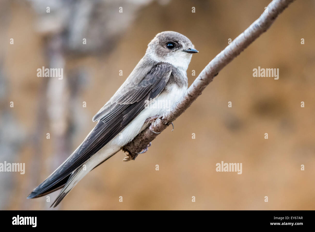 Sand martin (Riparia riparia Stock Photo - Alamy