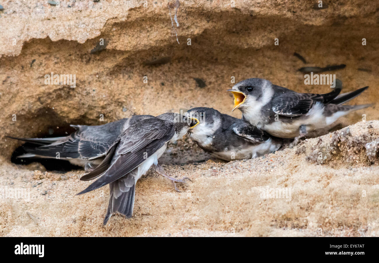 Sand martin (Riparia riparia Stock Photo - Alamy