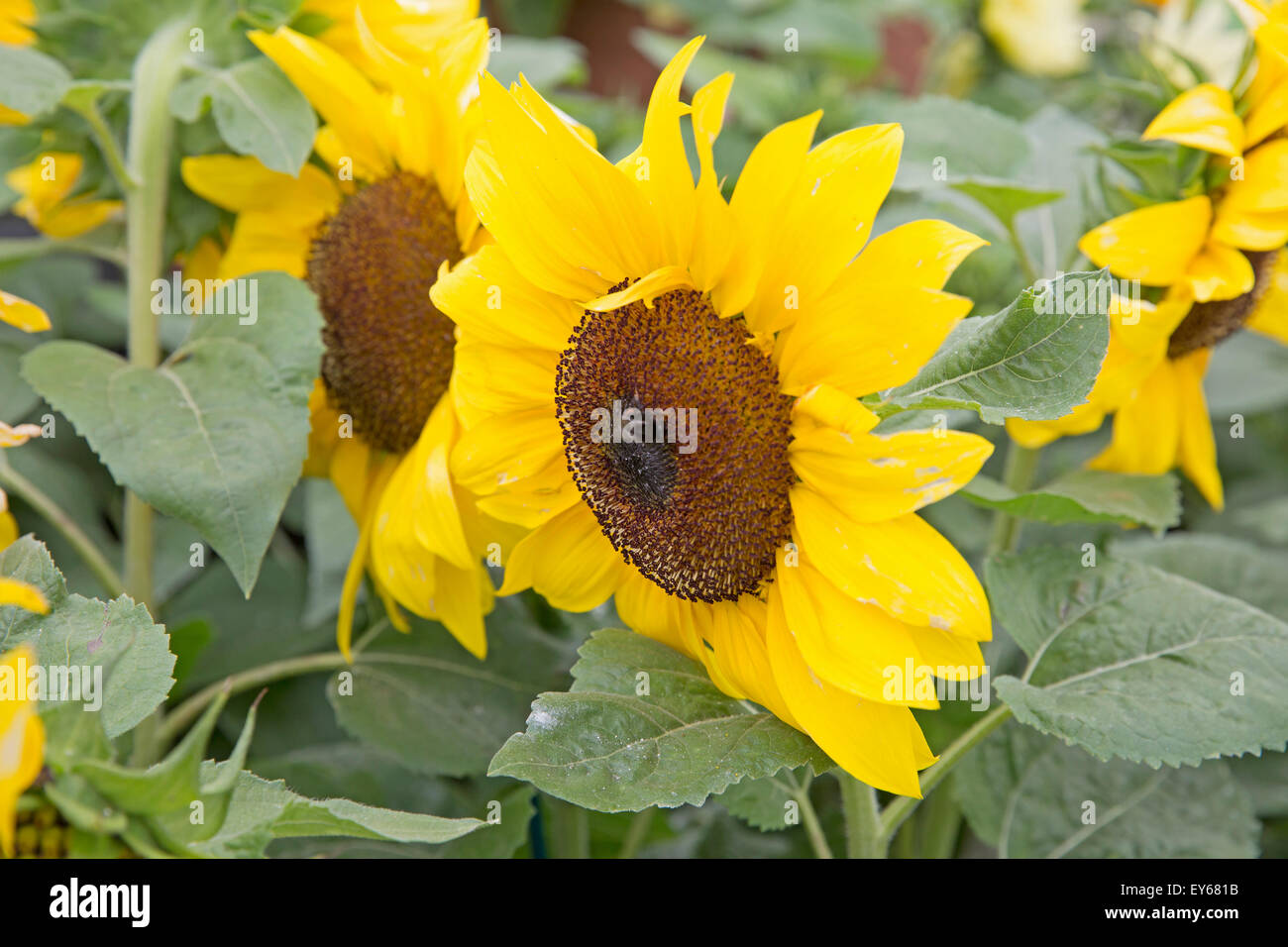 Knutsford, UK. 22nd July, 2015. Sunflower display at the RHS Flower ...