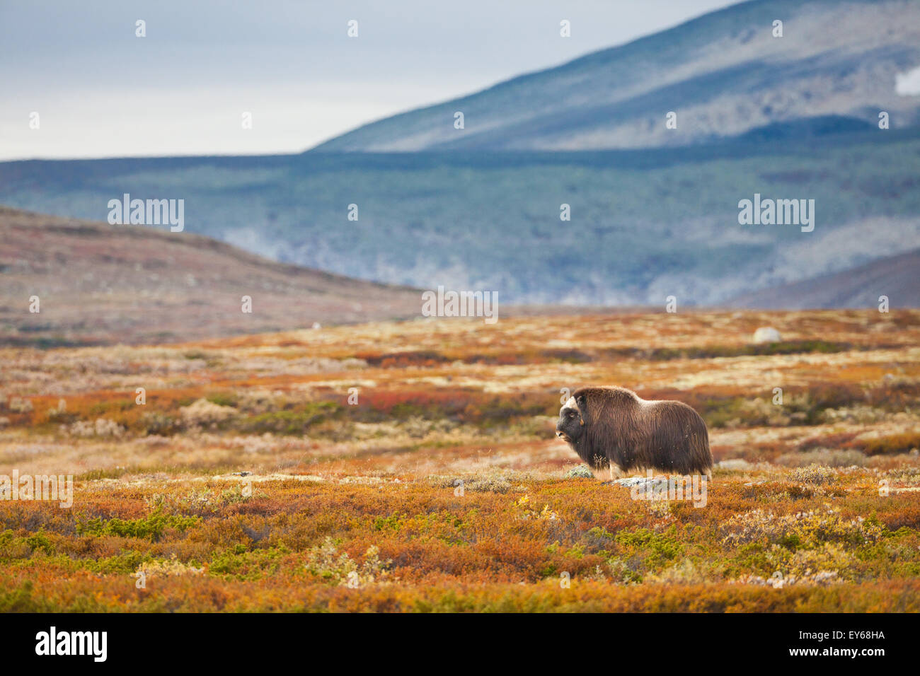 Muskox bull, Ovibos moschatus, in Dovrefjell national park, Dovre ...