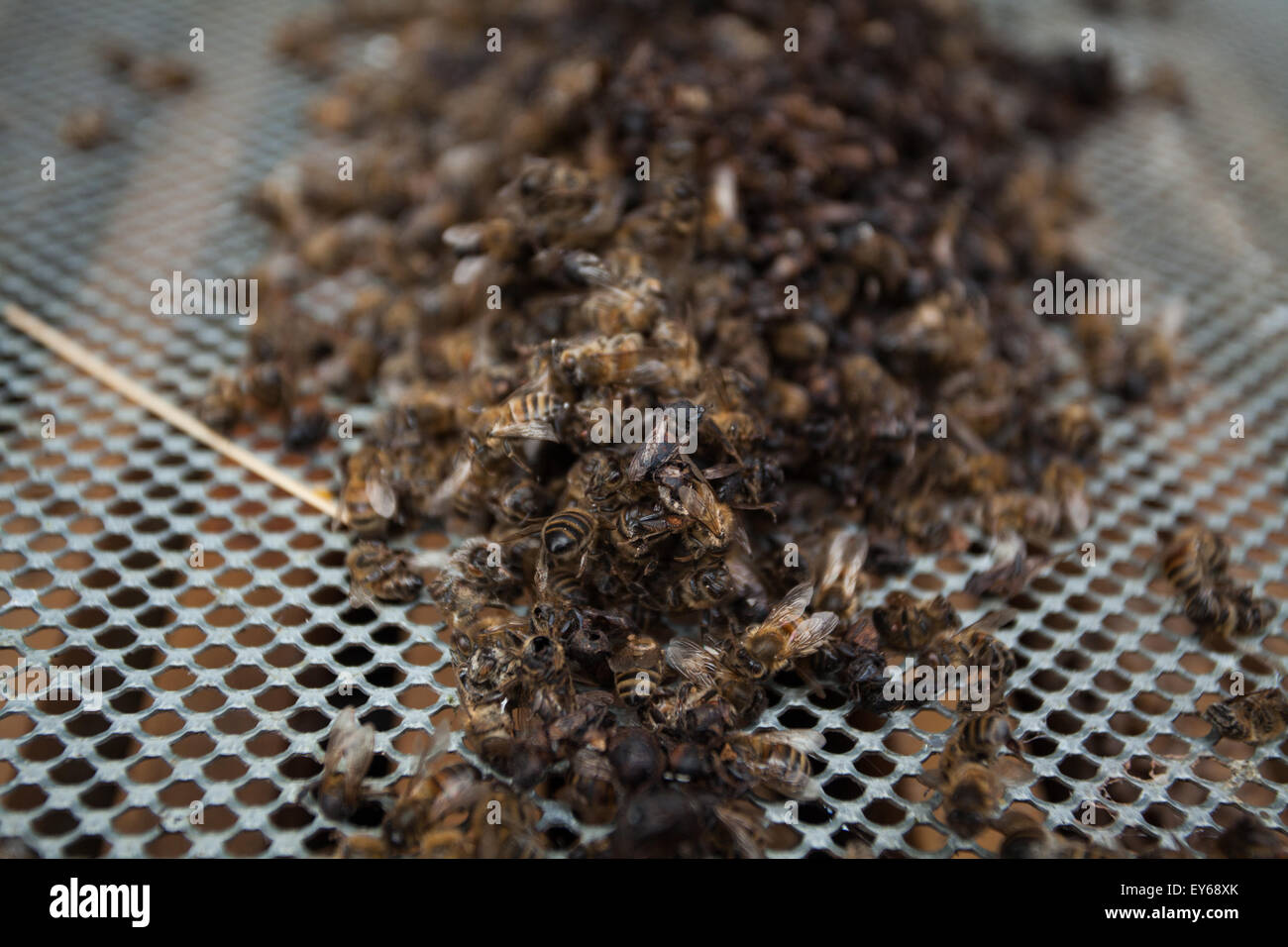 Bienenstcke hi-res stock photography and images - Alamy
