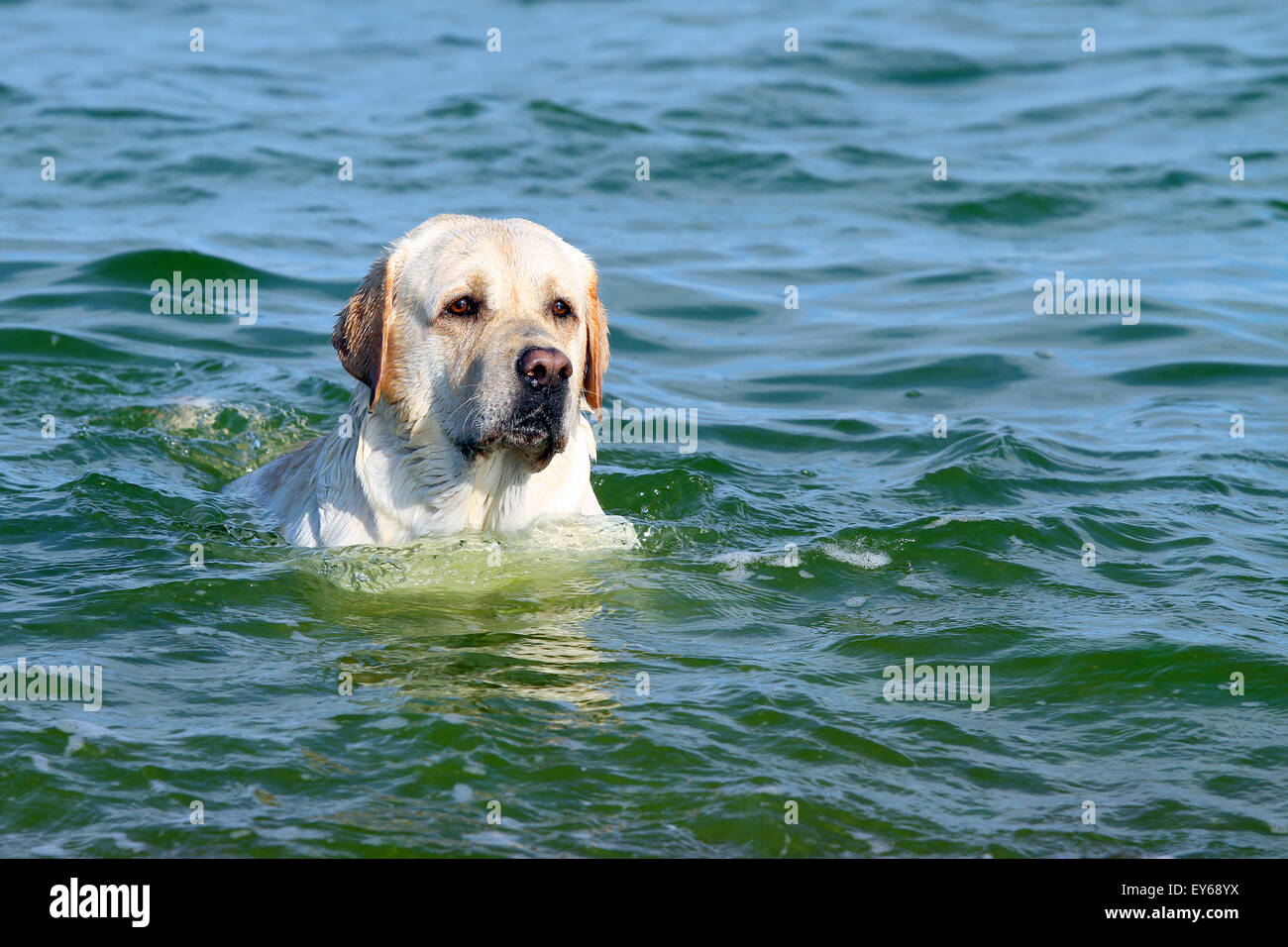 a yellow labrador swimming in the sea Stock Photo - Alamy