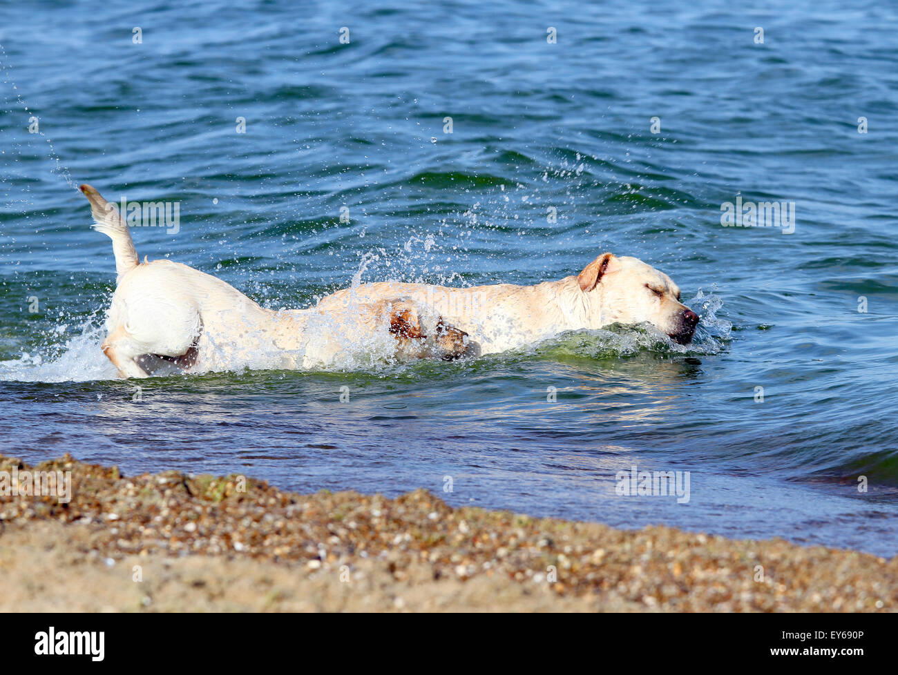 two yellow labradors swimming in the sea Stock Photo - Alamy