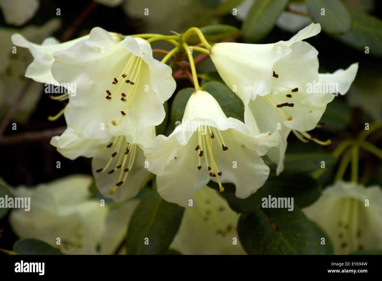 A flowering rhododendron in full bloom Stock Photo - Alamy