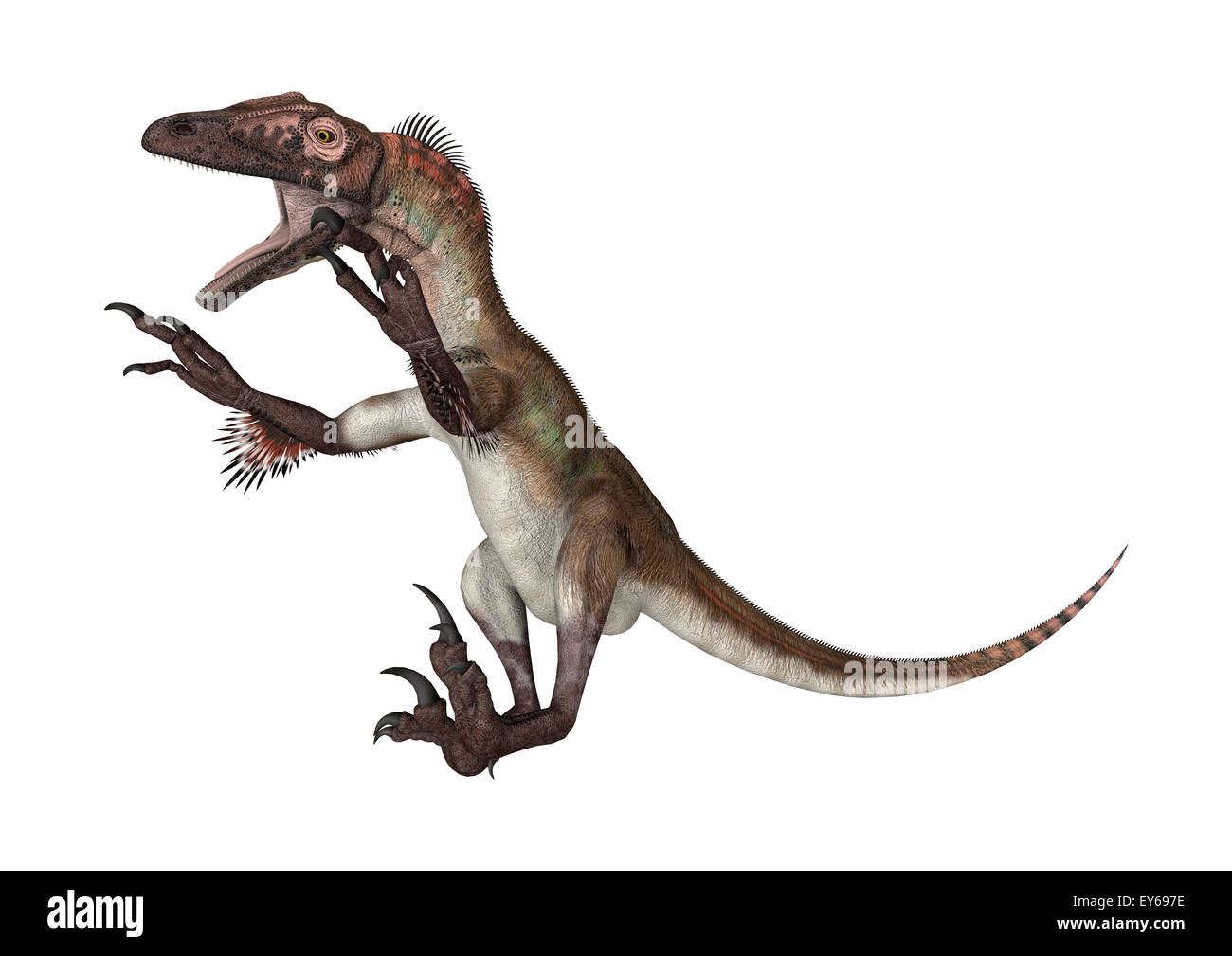 3D digital render of a dinosaur utahraptor hunting isolated on white ...