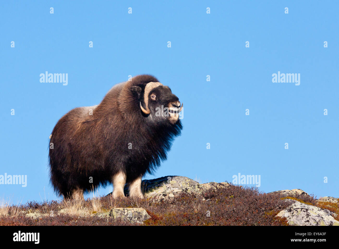 Muskox bull, Ovibos moschatus, in Dovrefjell national park, Dovre ...