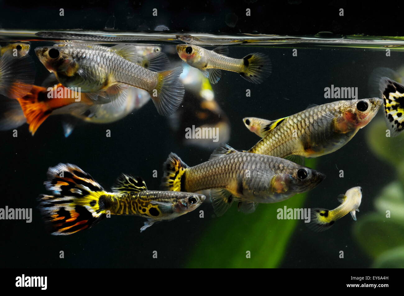 Guppy Multi Colored Fish Stock Photo - Alamy