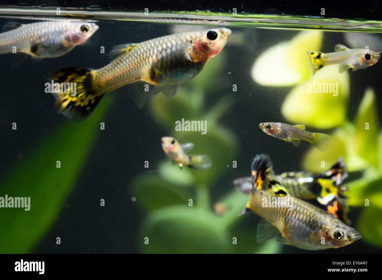 Guppy Multi Colored Fish Stock Photo - Alamy