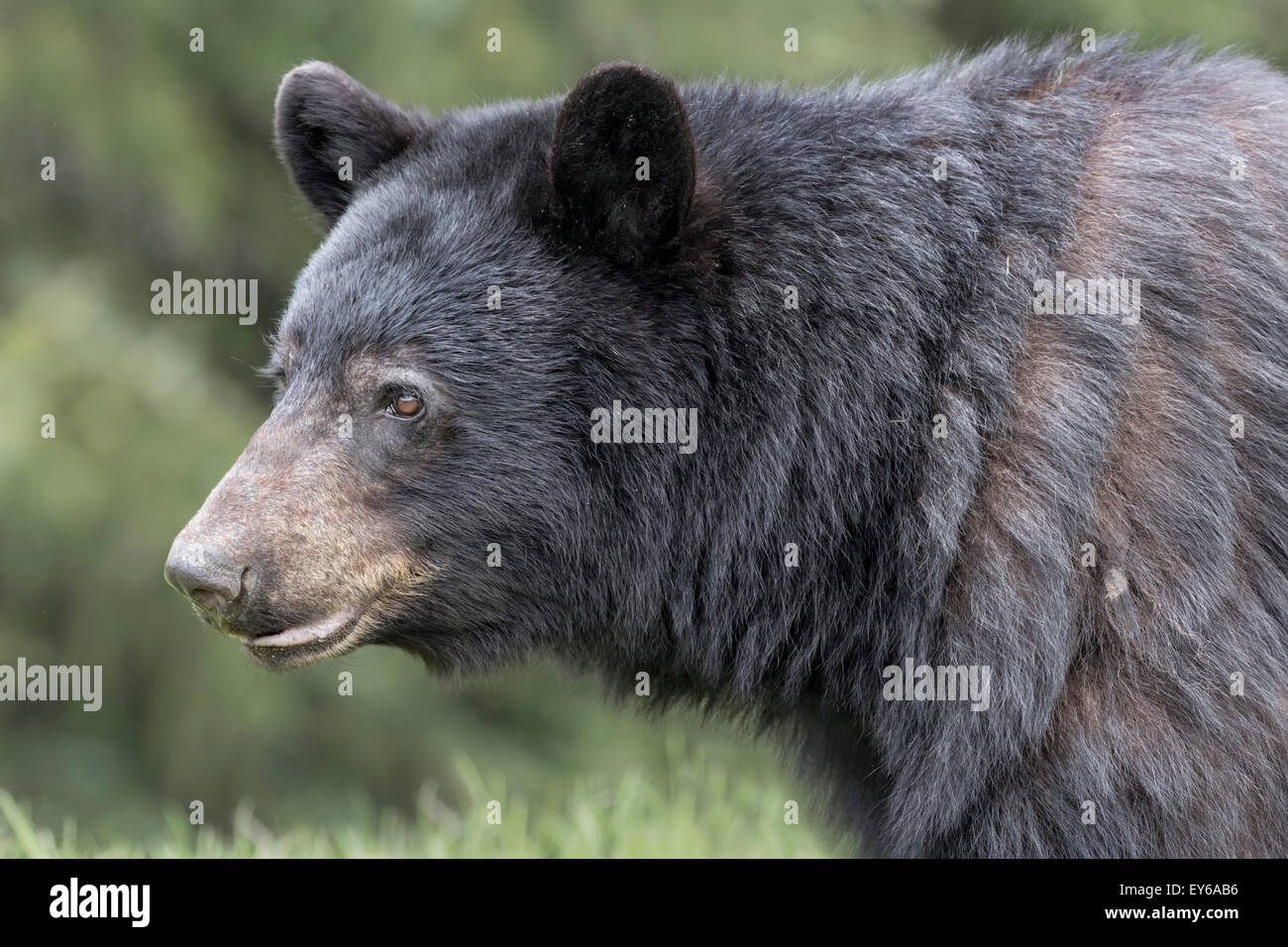 American Black Bear portrait Stock Photo - Alamy