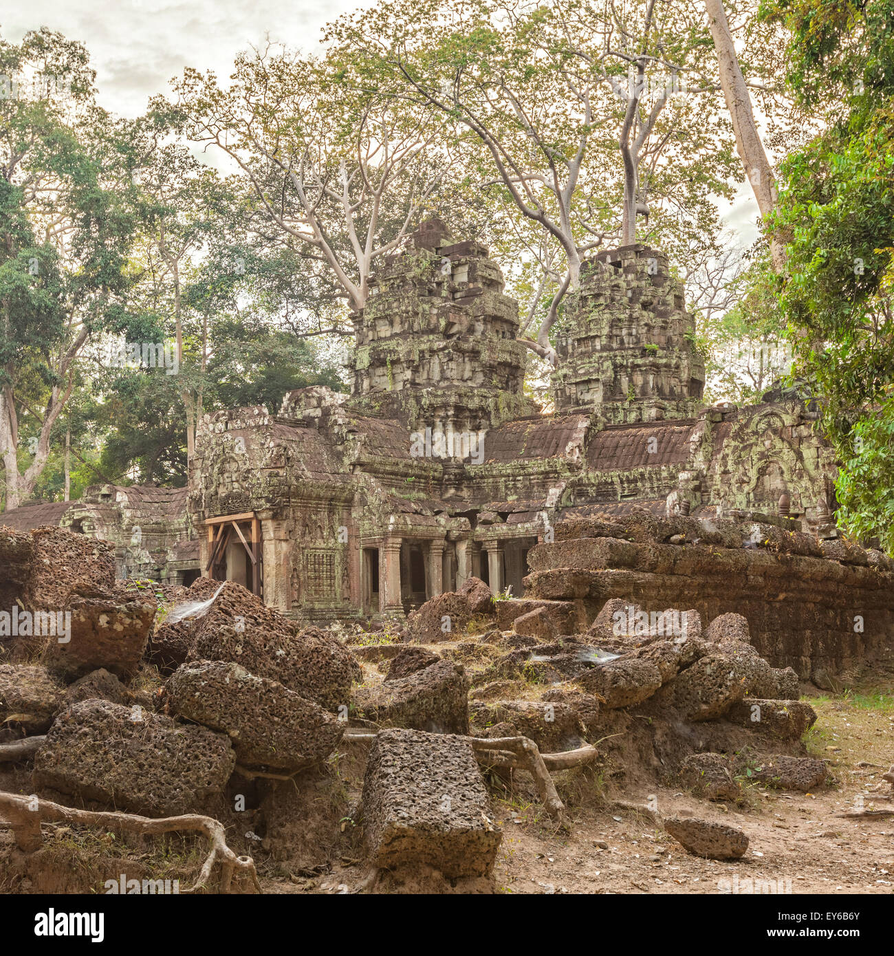 Ta Prohm Temple ancient tree roots, Angkor Stock Photo - Alamy