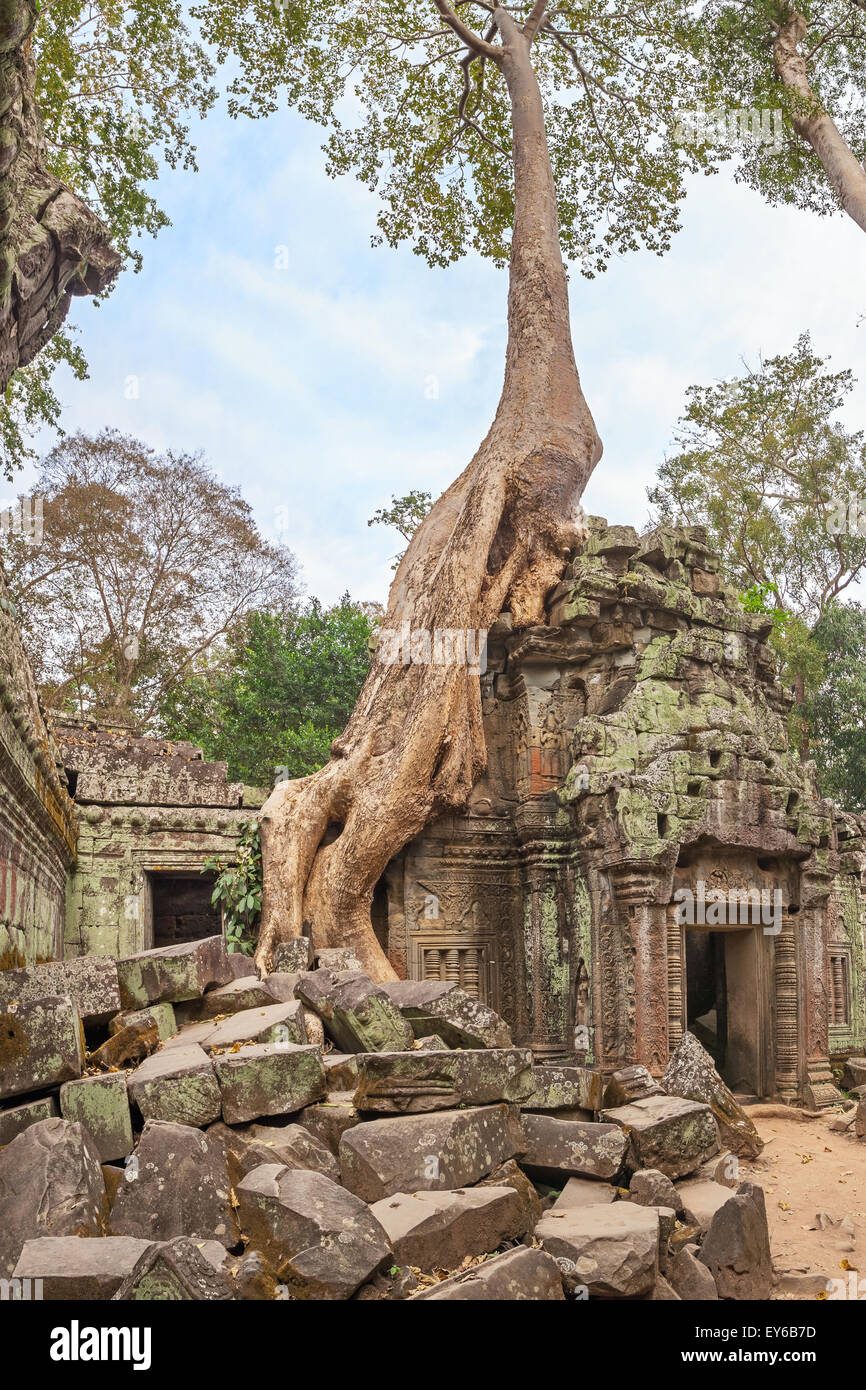 Angkor wat root tree jungle vertical hi-res stock photography and ...