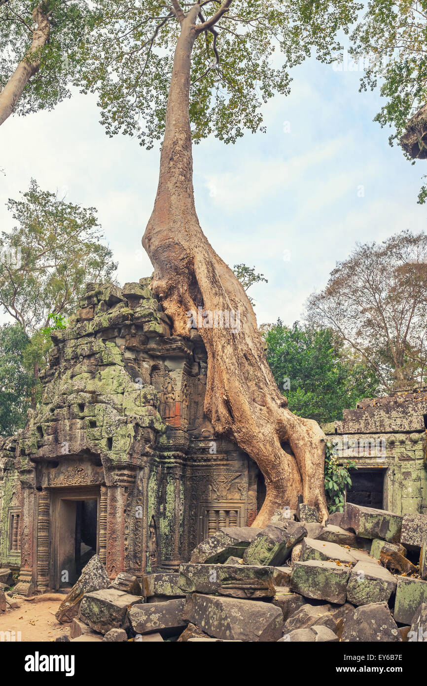 Ta Prohm Temple ancient tree roots, Angkor Stock Photo - Alamy