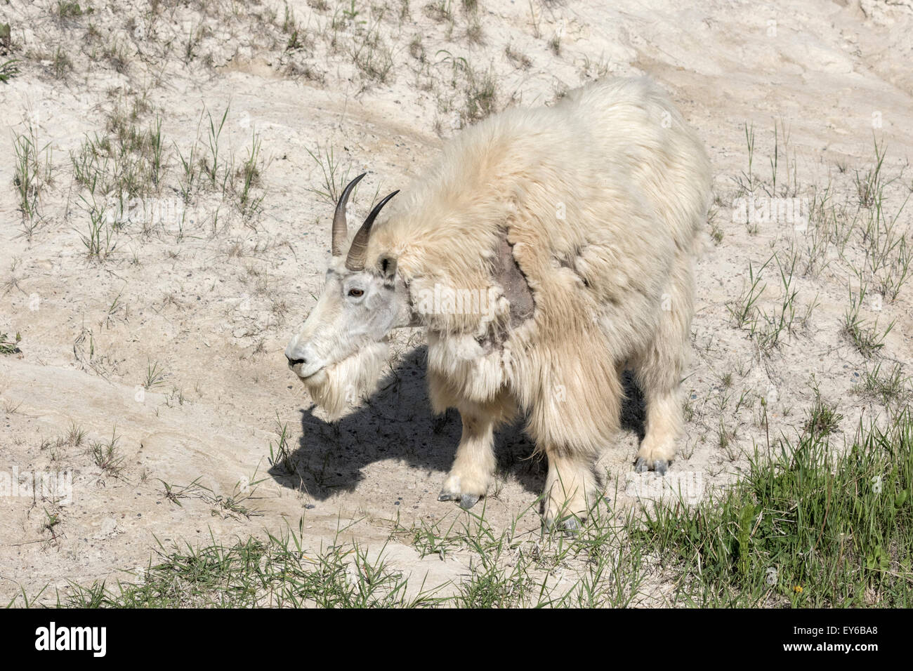 Summer moult hi-res stock photography and images - Alamy