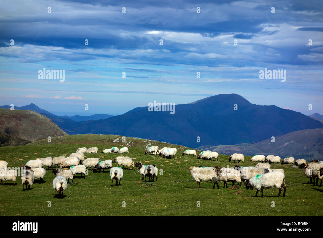 Herd_sheep hi-res stock photography and images - Alamy