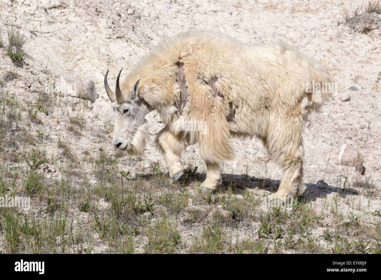 Goat lick hi-res stock photography and images - Alamy