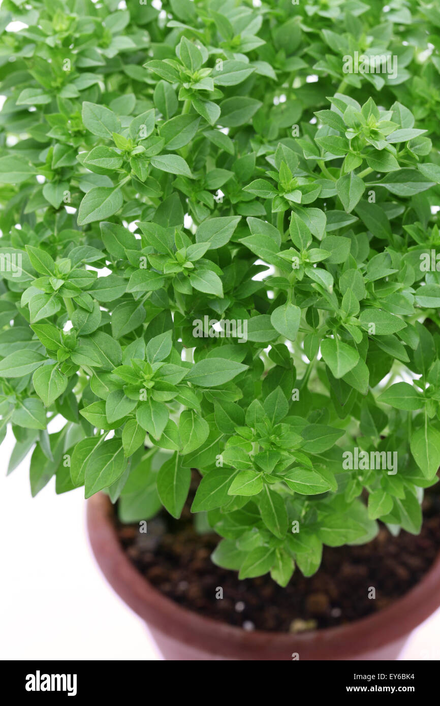 bush basil, greek basil isolated on white background Stock Photo - Alamy