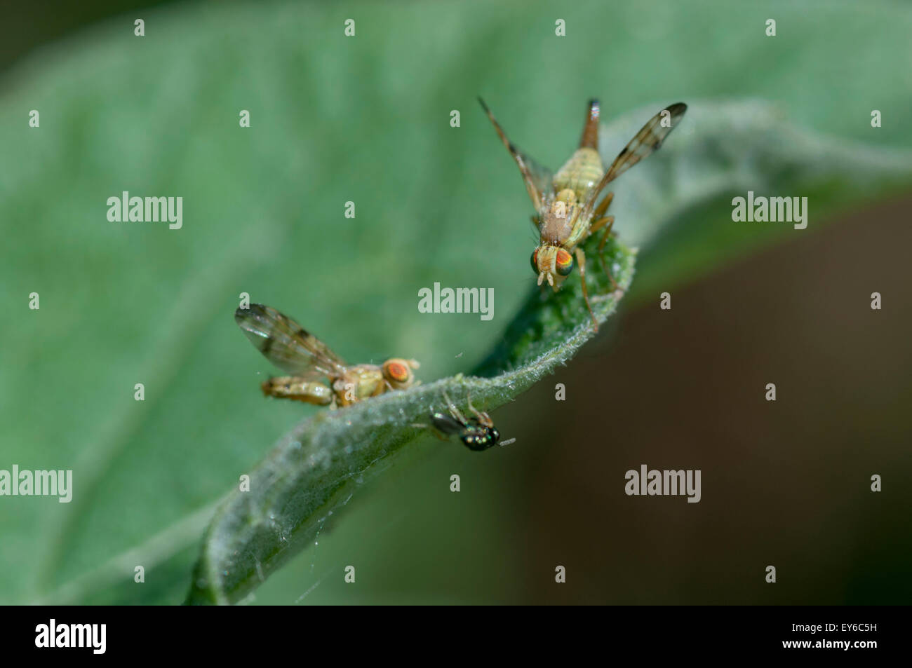 Gall flies hi-res stock photography and images - Alamy