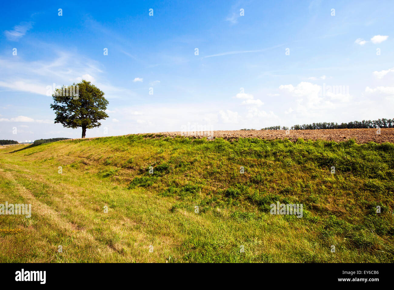 tree in the field Stock Photo - Alamy