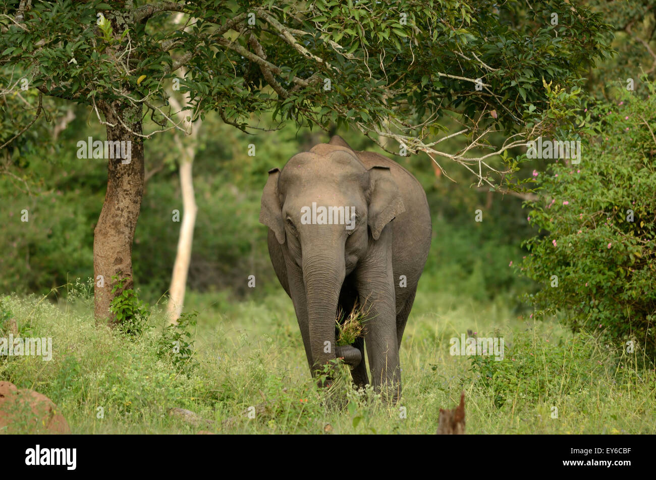 Elephant feeding hi-res stock photography and images - Alamy