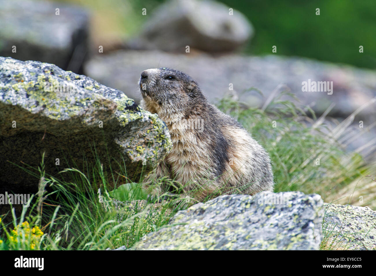 Hiding behind rocks hi-res stock photography and images - Alamy