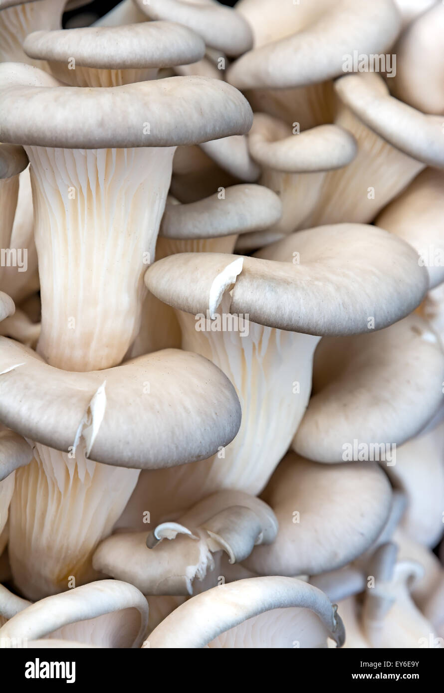 Group of fresh raw oyster mushrooms close up Stock Photo - Alamy