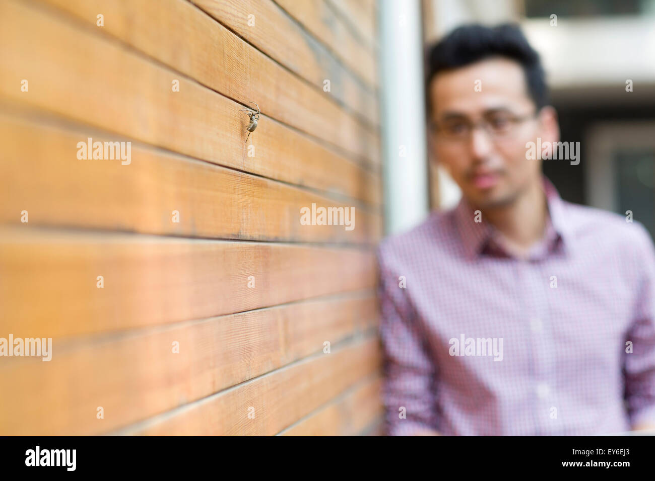 Man looking at the spider Stock Photo - Alamy