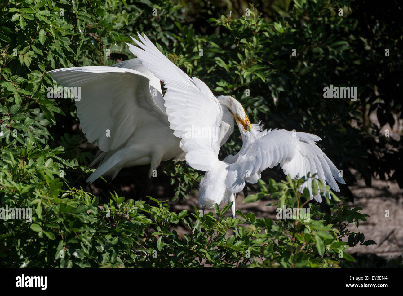 Venice area audubon rookery hi-res stock photography and images - Alamy