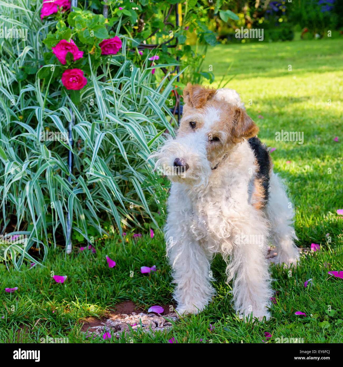 Fox Terrier High Resolution Stock Photography and Images - Alamy