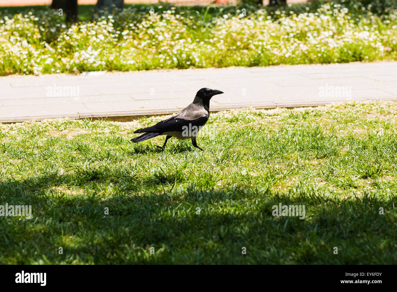 Common raven walking hi-res stock photography and images - Alamy