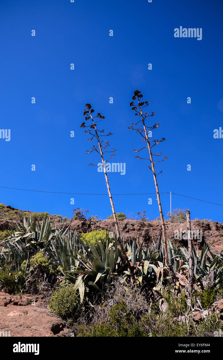Green Agave Plant Cactus Stock Photo - Alamy