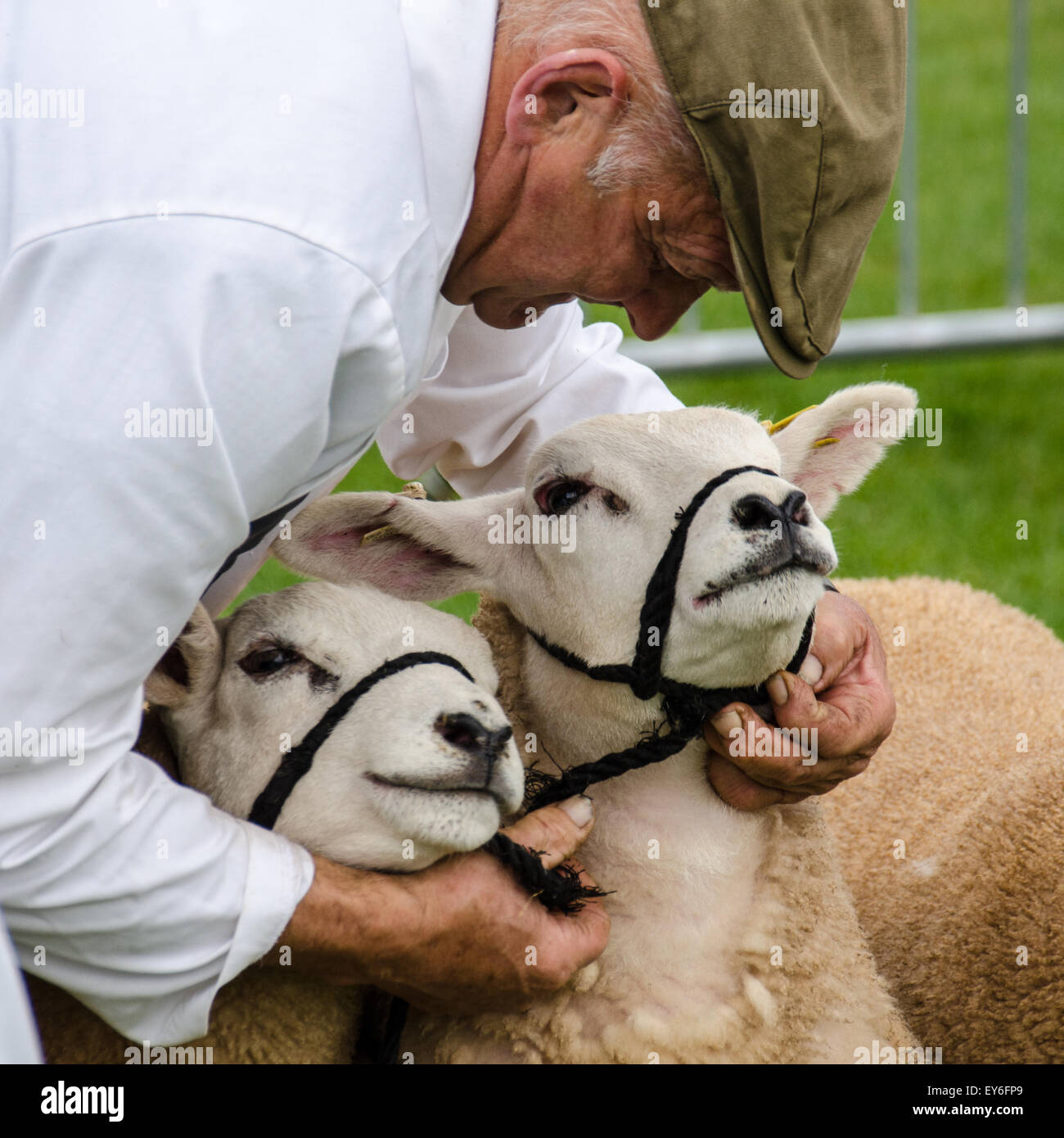 Agricultural sheep hi-res stock photography and images - Alamy