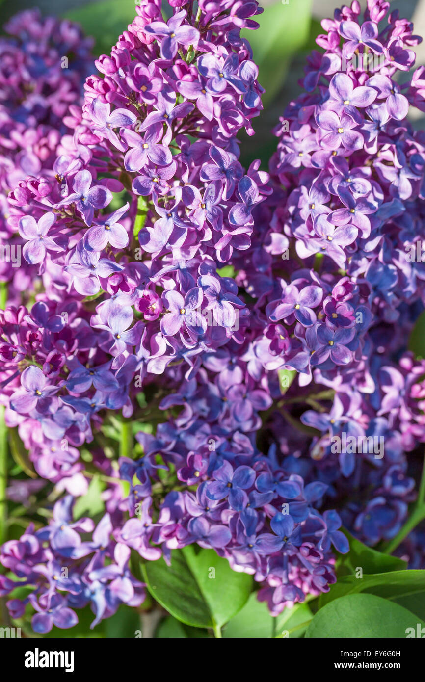 Purple lilac flowers in garden Stock Photo - Alamy