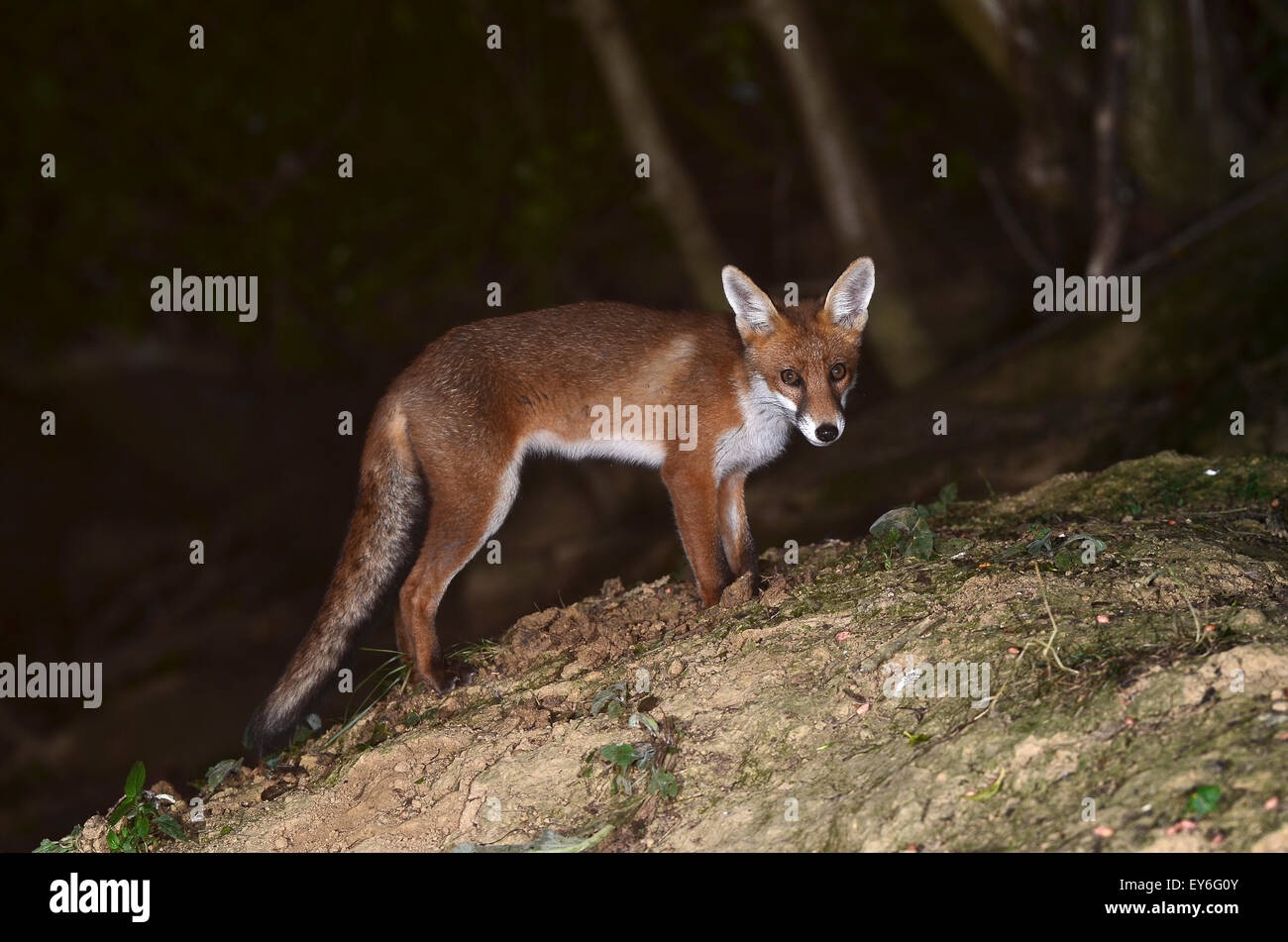 Red Fox Uk Night High Resolution Stock Photography and Images - Alamy