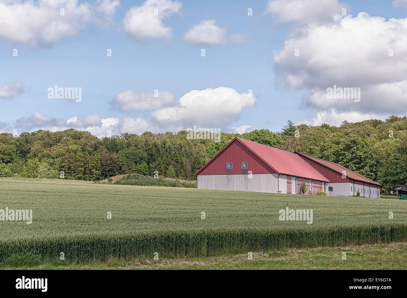 A field of wheat with farmyard barn in the background Stock Photo - Alamy