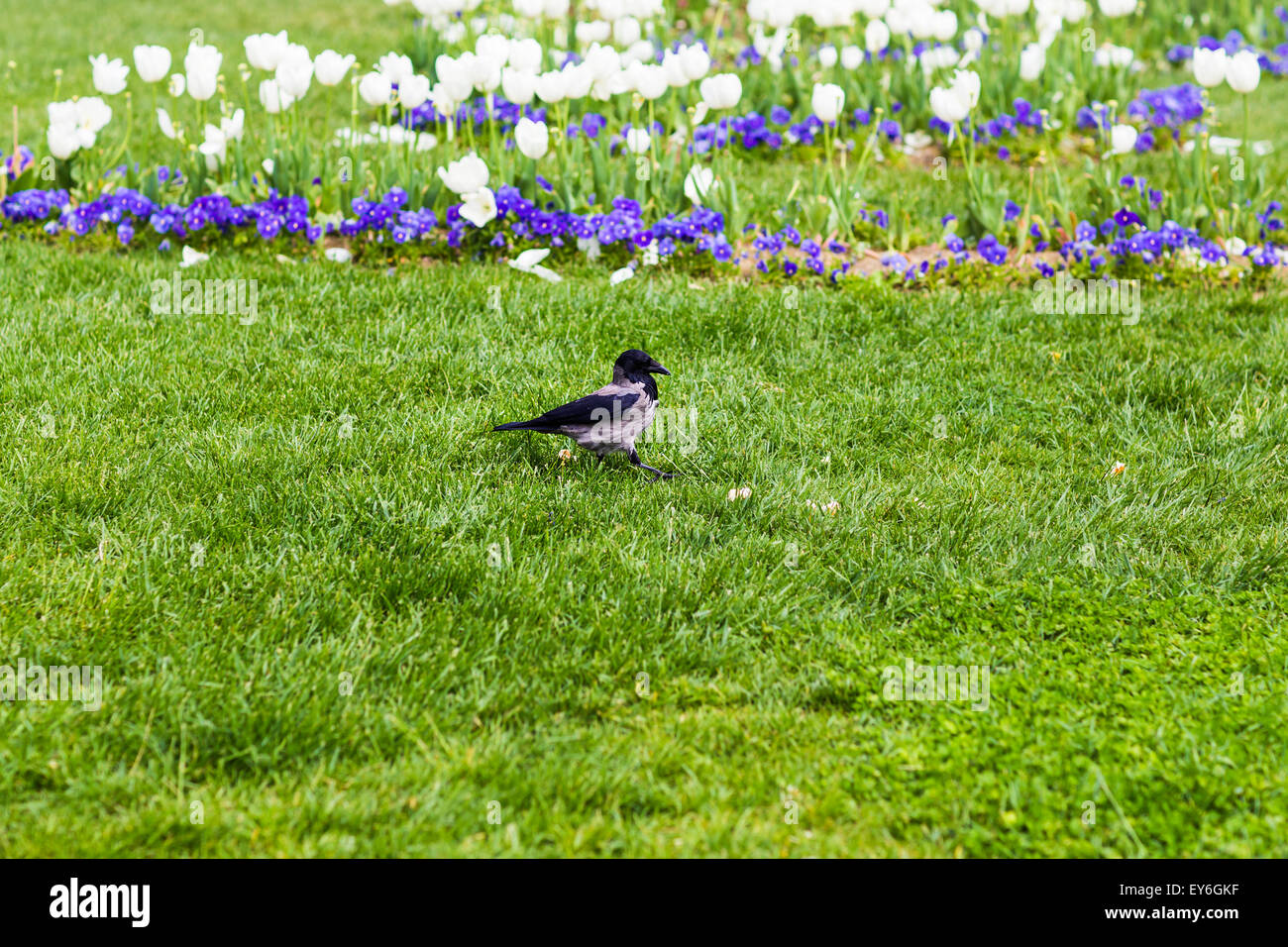 Common raven talon hi-res stock photography and images - Alamy