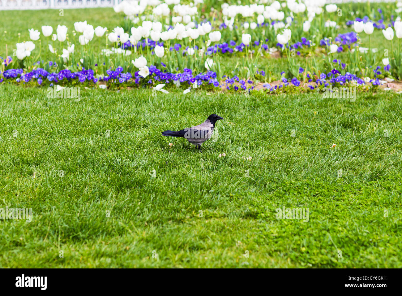 Common raven talon hi-res stock photography and images - Alamy