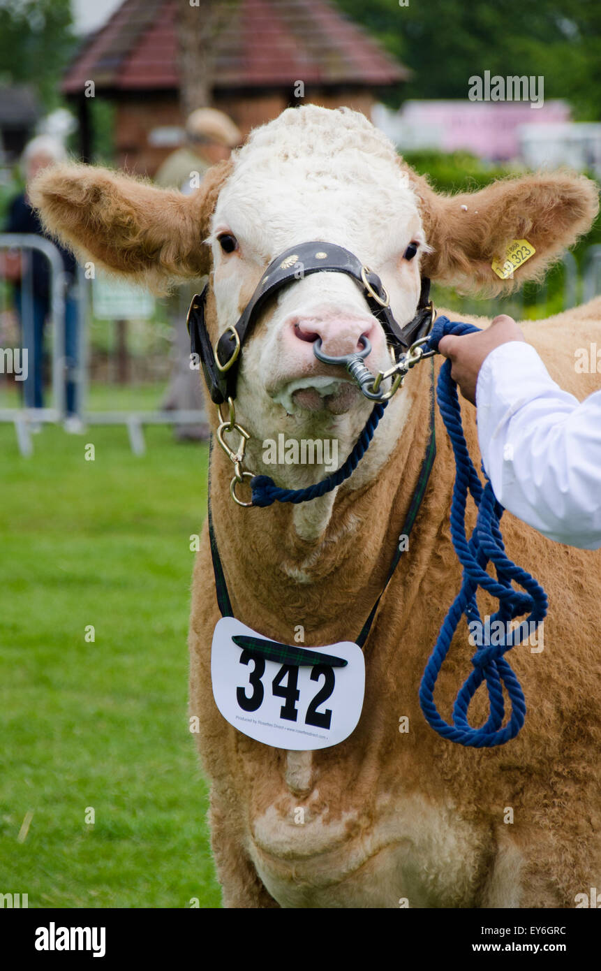 Being led by the nose hi-res stock photography and images - Alamy