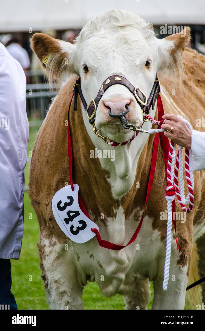 Close-up of bull being led around the ring and judged at agricultural ...