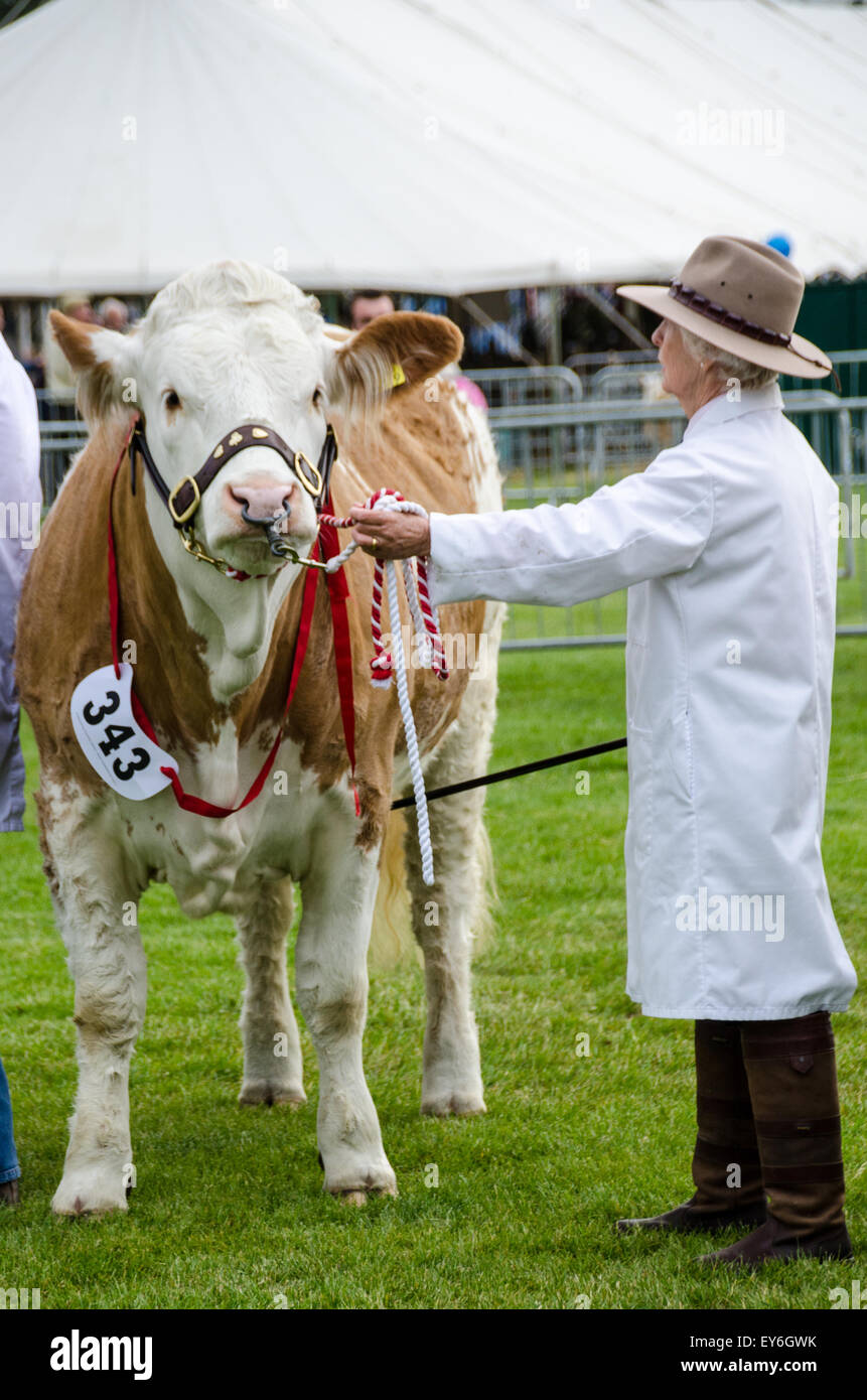 Prize Winning Bull Stock Photos & Prize Winning Bull Stock Images - Alamy