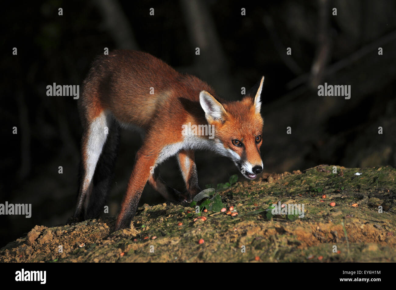 red fox vulpes vulpes Stock Photo - Alamy