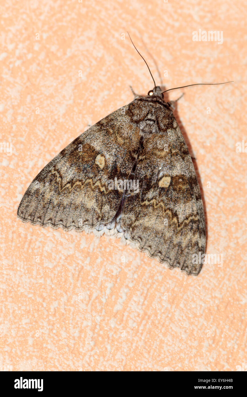 Blue underwing hi-res stock photography and images - Alamy