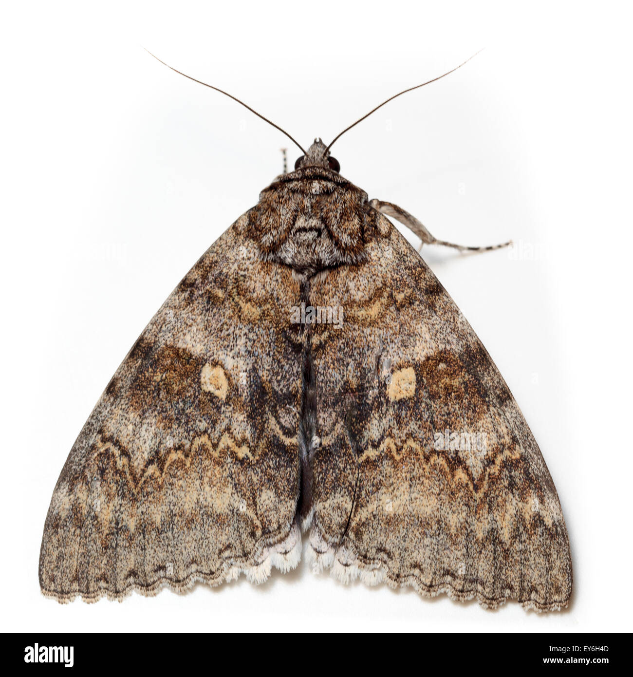 Underwing butterfly hi-res stock photography and images - Alamy